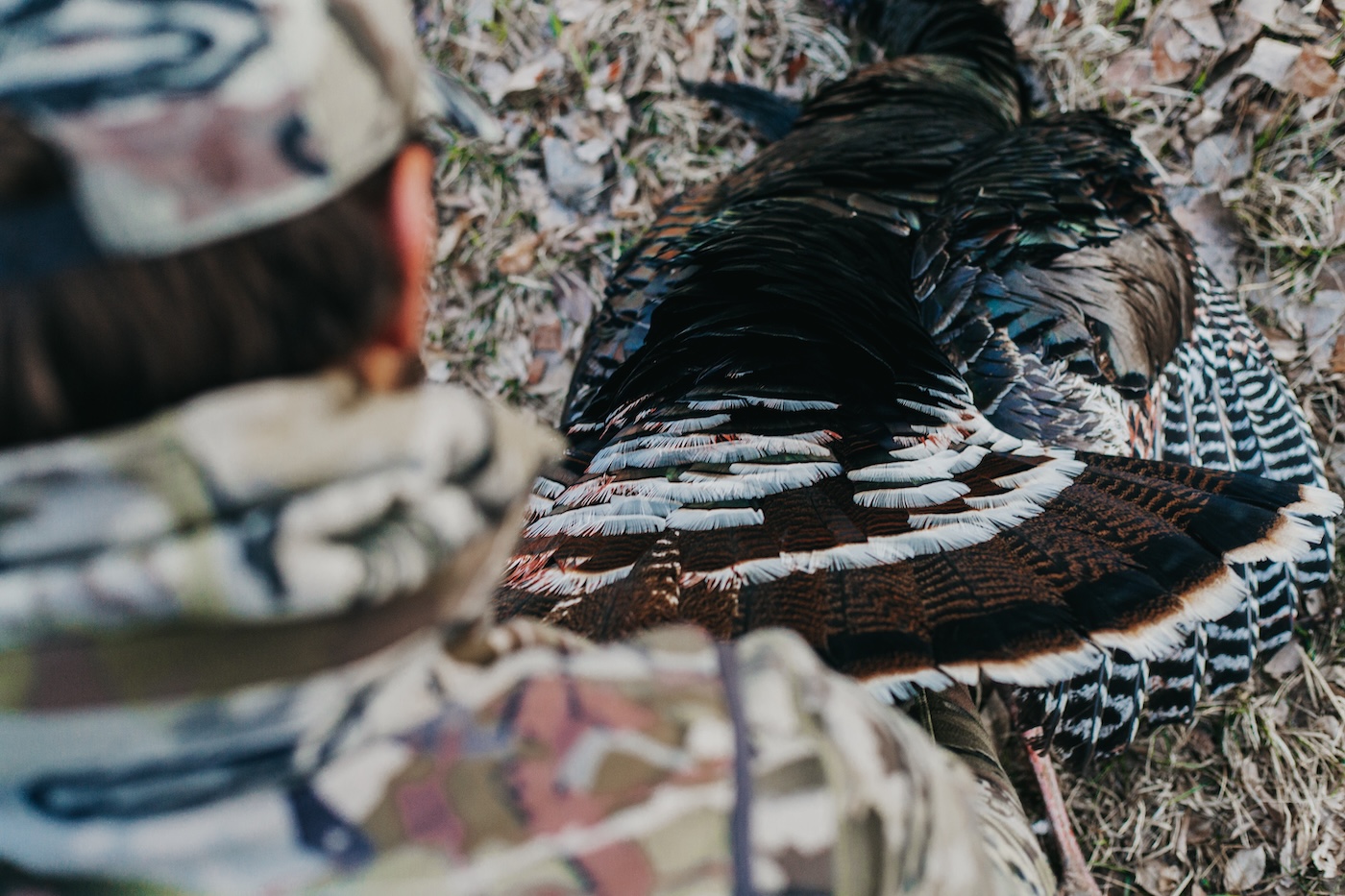 Turkeys: Reaping Vs. Calling - Split Reed