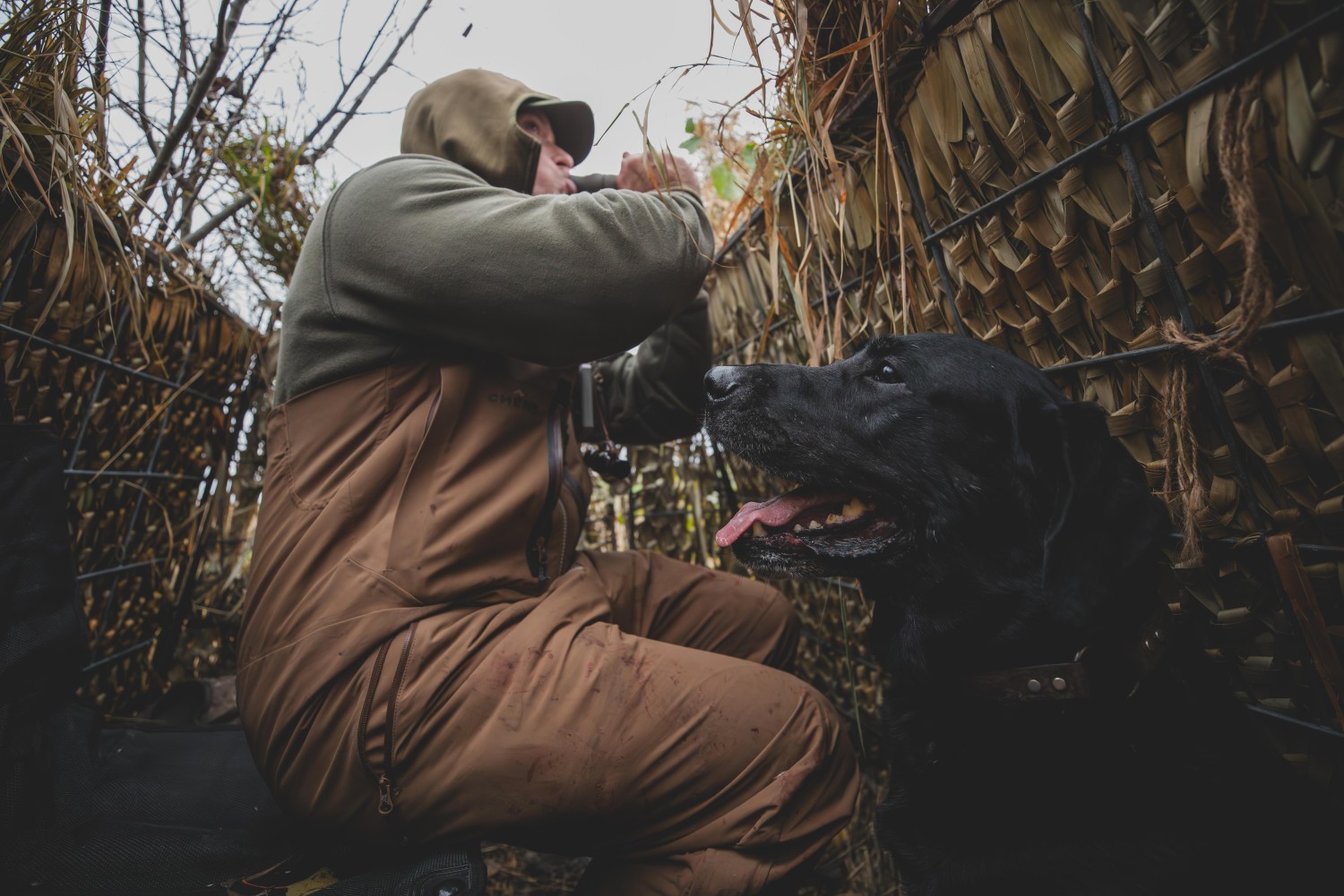 CDC Dog Importation Policy: What You Need to Know - Split Reed