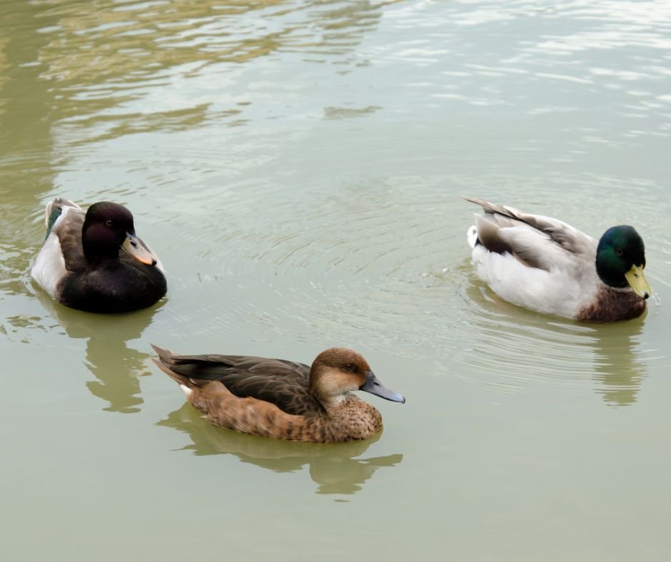 Creating the Perfect Duck Impoundment: Designing an Ideal Waterfowl Habitat - Split Reed