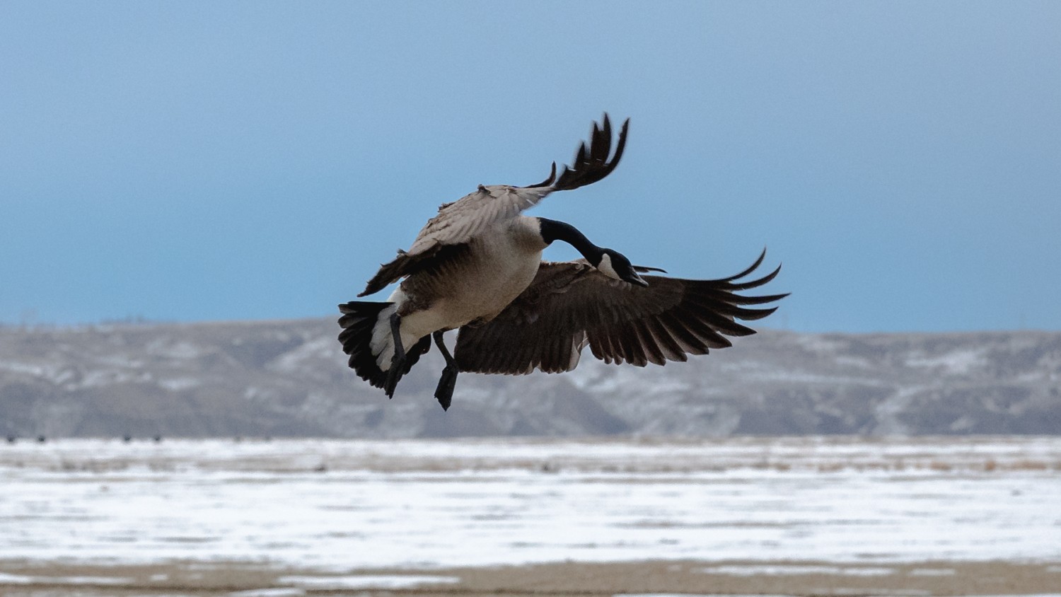The History of the Giant Canada Goose - Split Reed