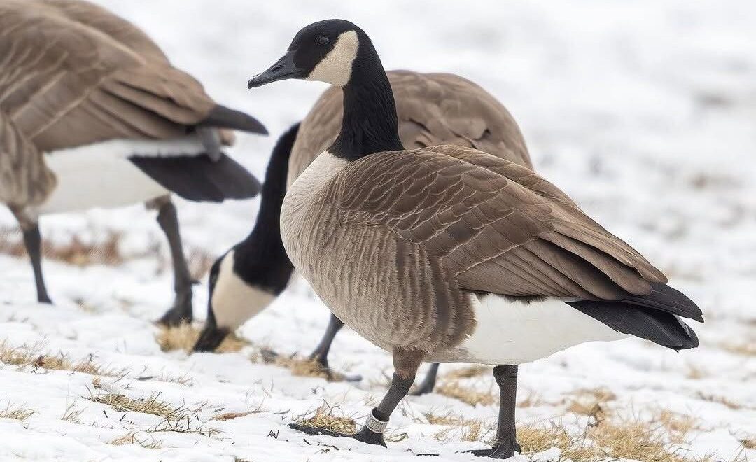 The 5 Craziest Goose Bands - Split Reed