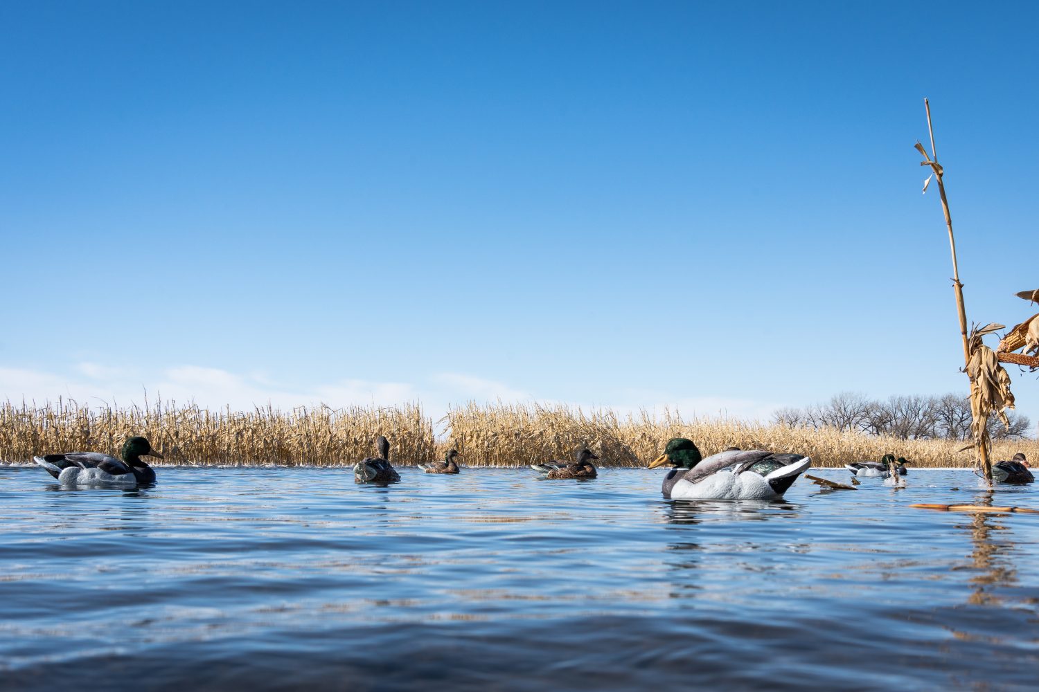 What We Know About the Impact of Flooded Corn Operations on Duck ...