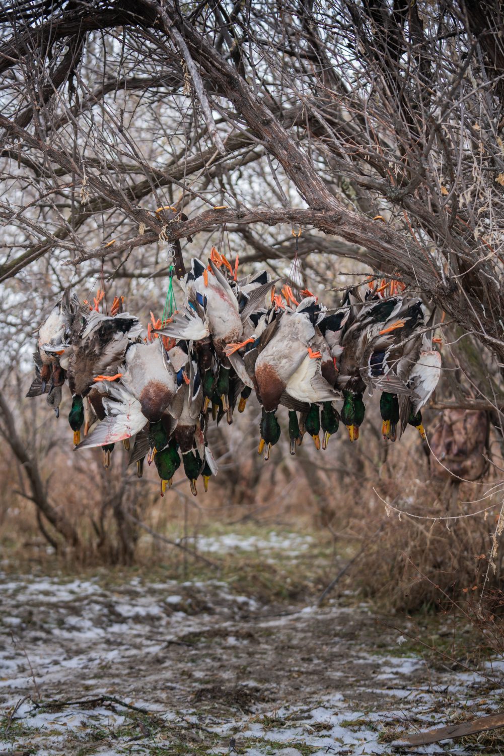 4 Ways To Level Up Your Early Duck Season - Split Reed