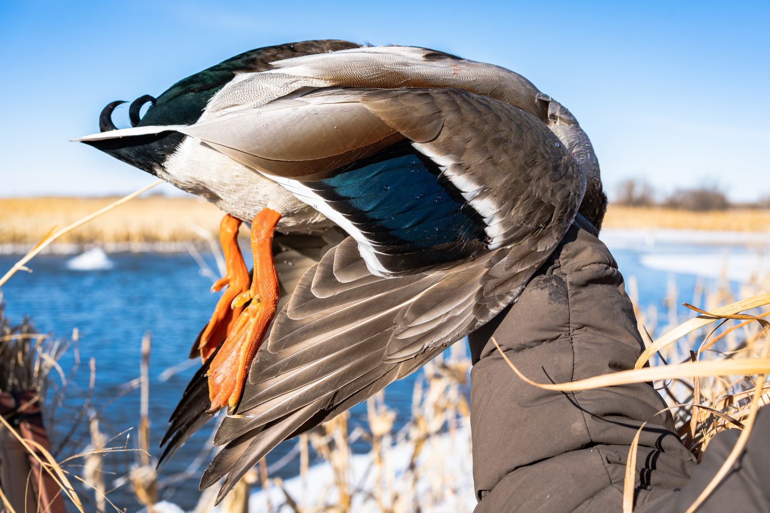 Louisiana Senator Calls Flooded Corn “Legal Baiting” and ...