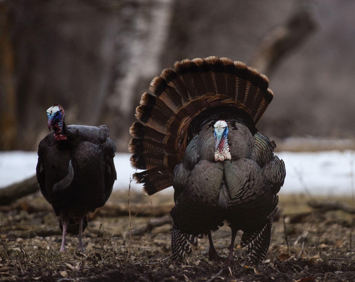 The Earliest Spring Turkey Seasons in North America - Split Reed